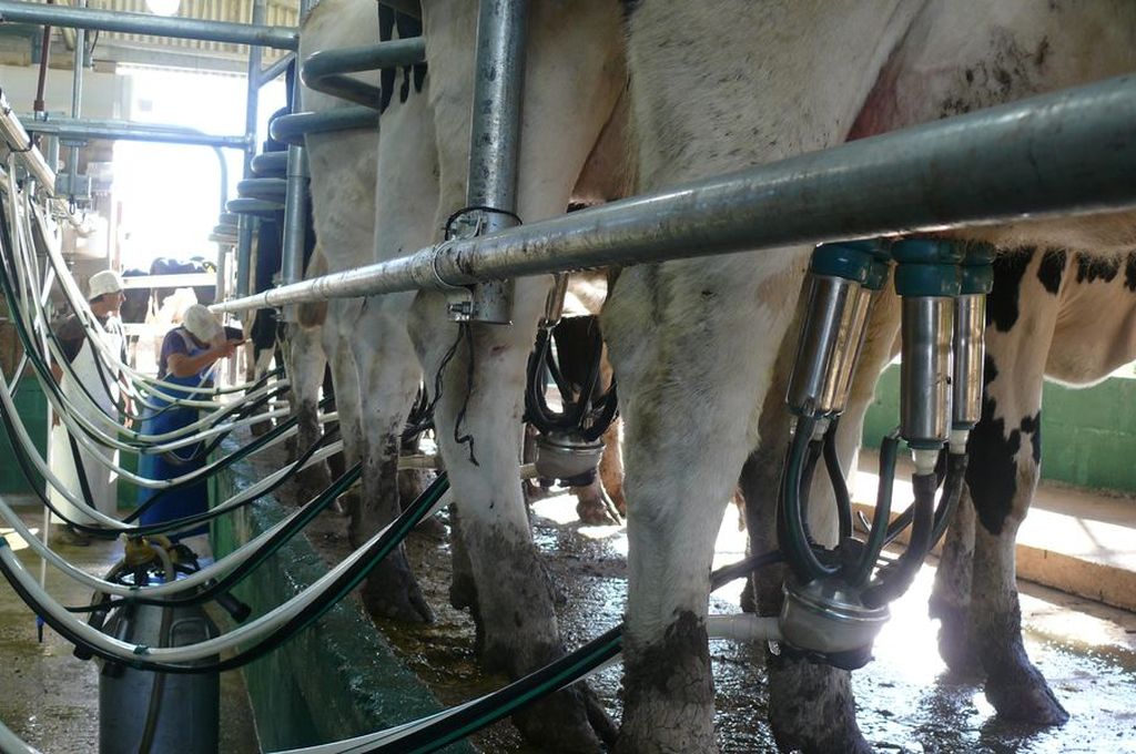 Los tambos y la industria lechera con números en rojo – Puerto Negocios