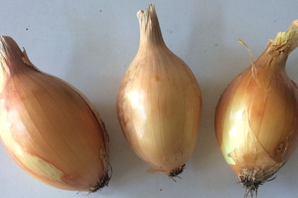 Cebolla: presentaron una nueva variedad en Argentina – Puerto Negocios